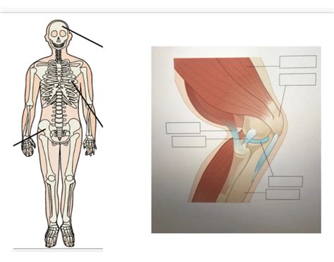 Skeletal System Labels Quiz