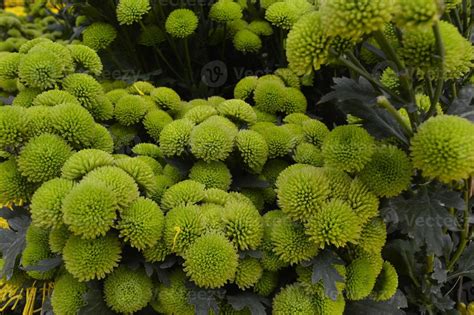 Chrysanthemum Morifolium Green Pom Button Or Chrysanthemum Morifolium Green Pom Button 20787848