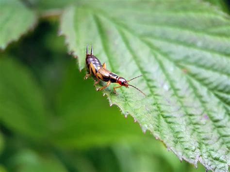 9 Common Garden Pests And How To Tackle Them Rest Less