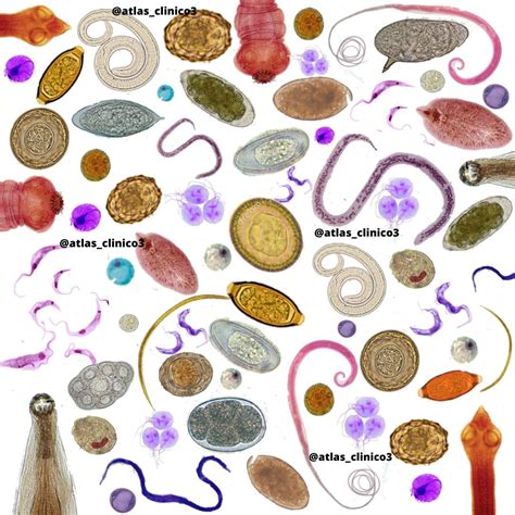 Parasitología En 2024 Microbiología