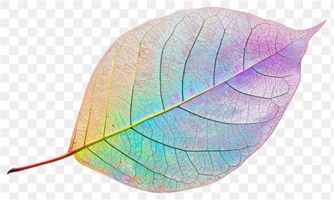 Png Colorful Translucent Leaf Art Free Png Rawpixel