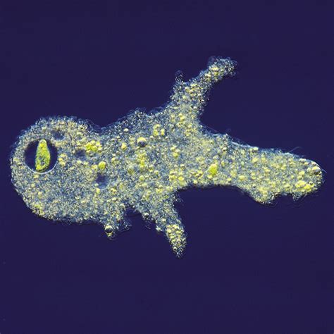 Difflugia Lobostoma Living