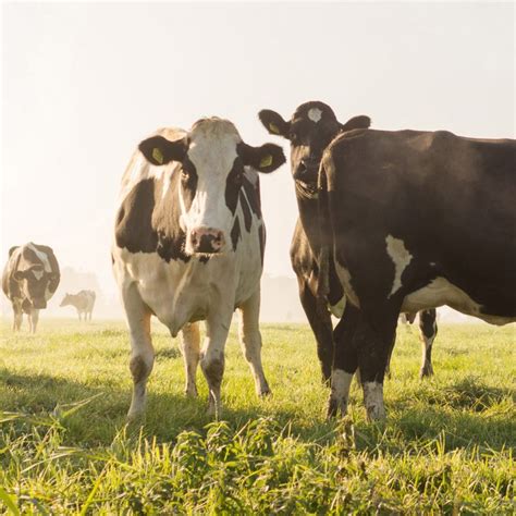 Buffy Uses Eucalyptus Fibres On Biodegradable And Vegan Friendly Bedding