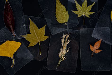 Plant Leaf Specimen Photography Background Leaf Specimen Specimen