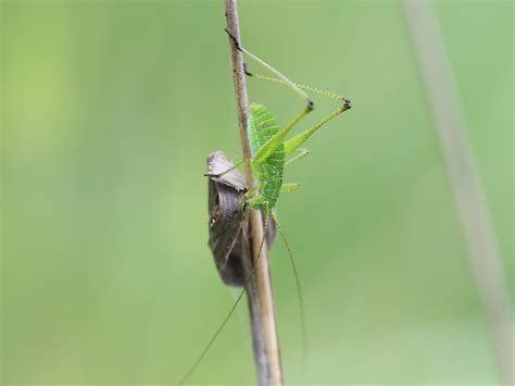 ツユムシ