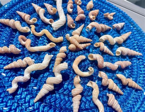 Exploring The Enigmatic Florida Worm Snail In The Ten Thousand Islands