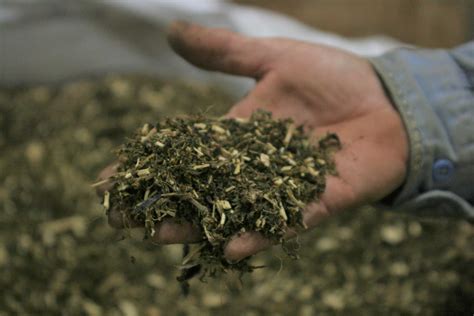 Drying And Processing Hemp Organic Farmer Magazine