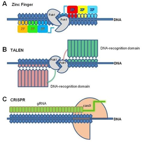 Comparison Of Genome Editing Technologies Download Table