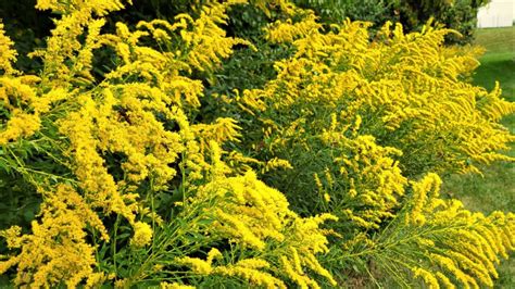 Solidago Canadensis
