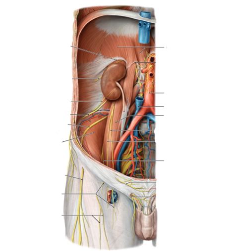 Ex 3 Lab 10 Diagram Quizlet