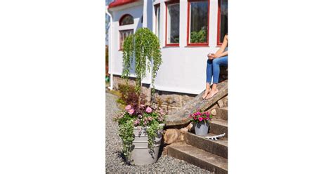 Japansk Hänglärk Boring Weeper 12 Liter 120 Mps