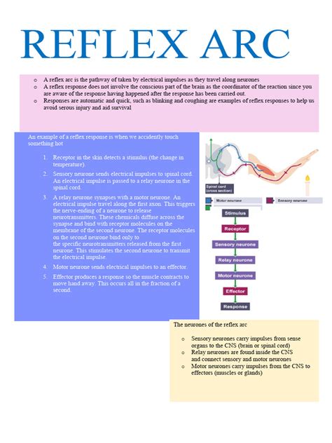 Reflex Arc Pdf
