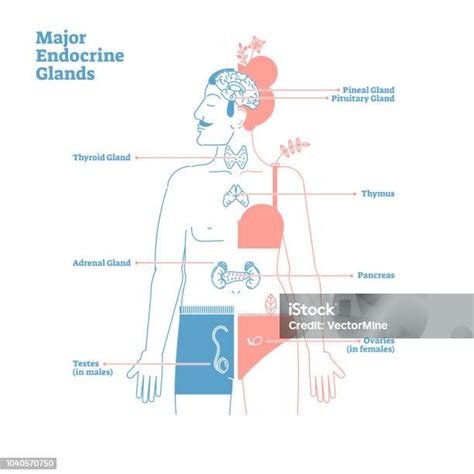 Principali Ghiandole Endocrine Diagramma Di Illustrazione Vettoriale