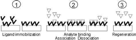 Scheme Of SPR Process Ligand Immobilization Analyte Binding Download Scientific