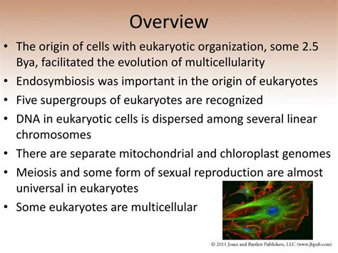 Ppt Chapter 9 Eukaryotic Cells And Multicellular Organisms Powerpoint Presentation Id514404