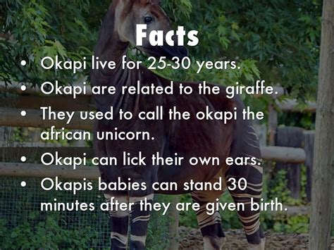 Okapi Quotes