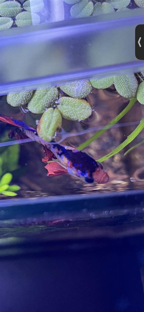 Betta Fish Sbd Not Improving Rbettafish