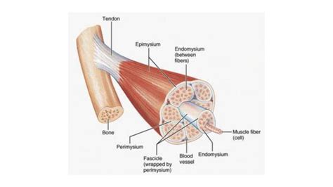 Musculartissue For Cssd Pptx Copy Pptx