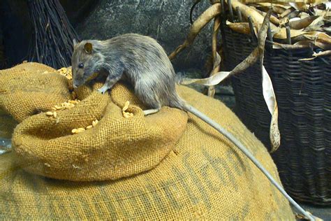 Rattus Rattus Learn About Nature