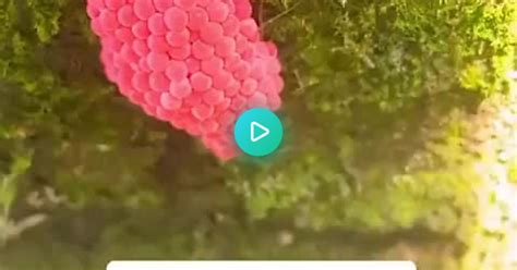 Forbidden Raspberry Album On Imgur