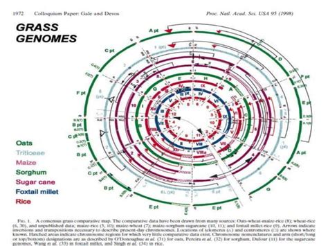 Comparitive Genome Mapping And Model Systems Pptx Genetics Science