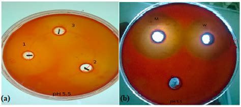 Modulation Of Growth Conditions And Fermentation Media For Xylanase