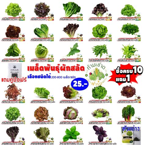 ฟรีคู่มือ 10แถม1 ซอง 200 800เมล็ด เมล็ดพันธุ์ ผักสลัด ทำมะชาดฟาร์ม