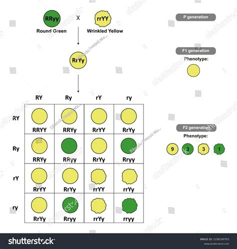 Illustration Dihybrid Cross Punnett Square Stock Illustration 2198190793 Shutterstock