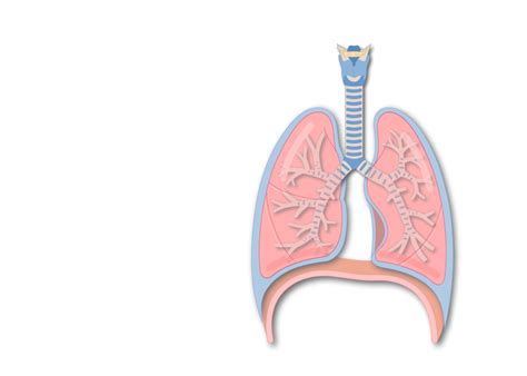 A Schematic Of Segment S Anatomy Of Right Lung B Bronchus Solved 1