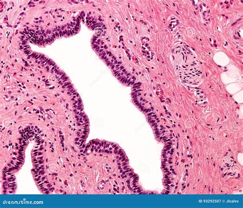 Stratified Squamous Epithelium Under Microscope