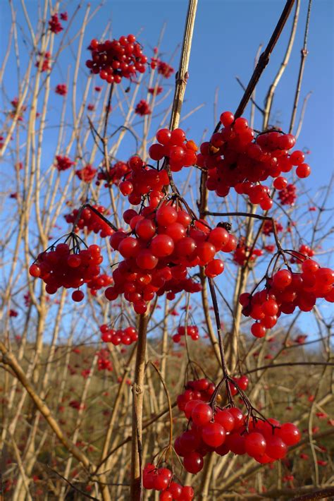 Berries | doof.me.uk