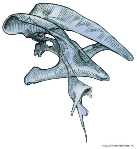 Ventricular System Removed Diagram Quizlet