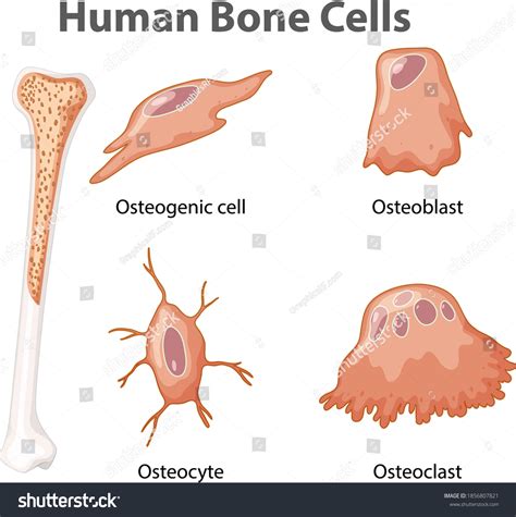 Osteoblasts Diagram