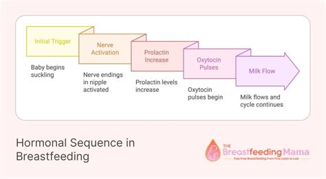 Prolactin Vs Oxytocin In Breastfeeding Comparing Their Roles — The