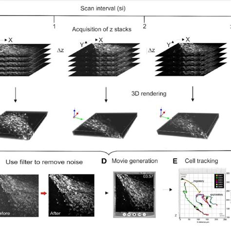 Flow Chart Of Image Analysis A Raw Z Stacks Are Captured With Download Scientific Diagram
