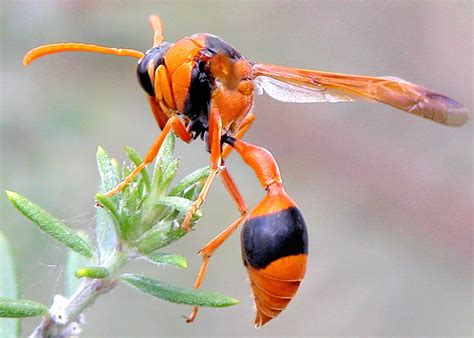 Orange Potter Wasp Eumenes Latreilli