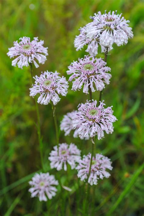 Marshallia Caespitosa Clumping Barbaras Buttons Meristem