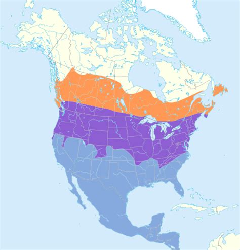 Cedar Waxwing Wikipedia