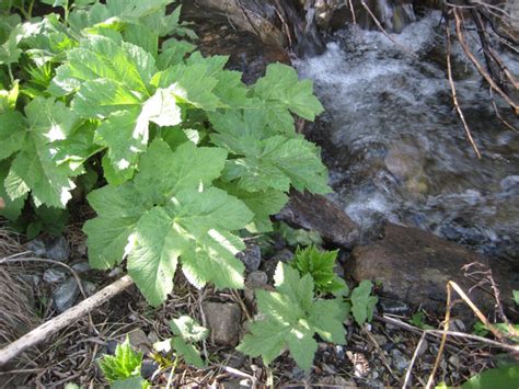 Roadside Cow Parsnip Boiled In Tap WaterDelicious Wild Food Girl
