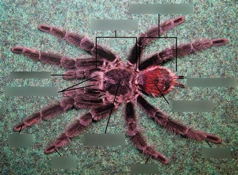 Diagram Of Spider Anatomy Diagram Quizlet Diagram Of Spider Anatomy Diagram Quizlet