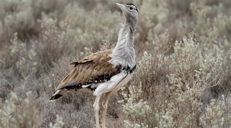 Australian Bustard Birdlife Australia