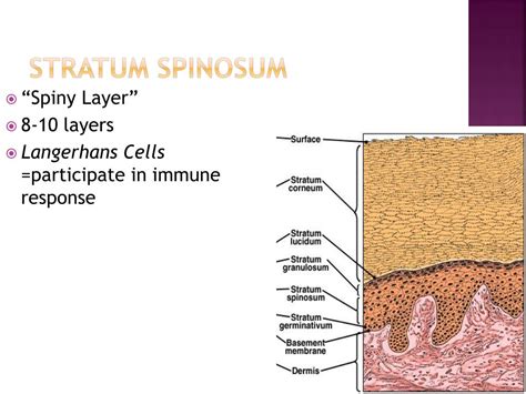 Ppt Unit 3 Integumentary System Powerpoint Presentation Free
