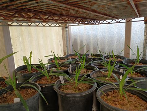 Terrified Of Hemithrinax Discussing Palm Trees Worldwide Palmtalk