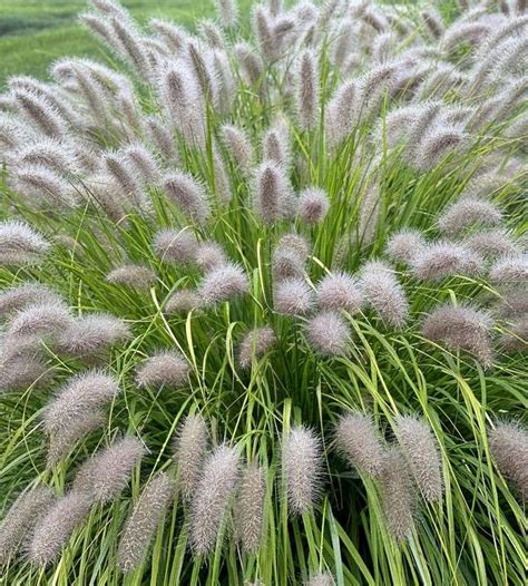 Stop Wasting Water—these 11 Plants Make Every Drop Count Plantisima