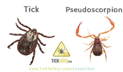 Bugs That Look Like Ticks Identification And Control Guide Pest Samurai