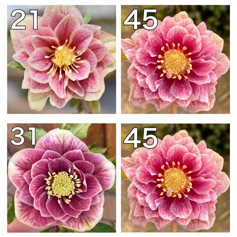 Yahoo オークション クリスマスローズ発芽苗 交配苗 プリマヴーラ ソ