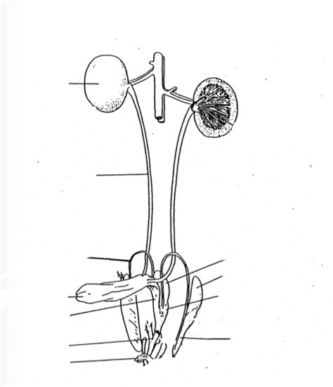 Urinary Structures Diagram Quizlet Urinary Structures Diagram Quizlet