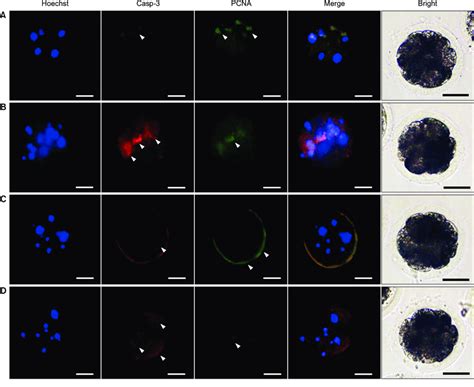 Shows The Results Of Analyzing The Position Of Expression Of Each Download Scientific Diagram