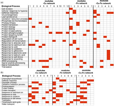 Functional Annotation Of Modules For Transcriptome A And Proteome B Download Scientific