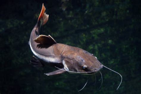 17 Different Types Of Catfish Pictures Facts And Guide